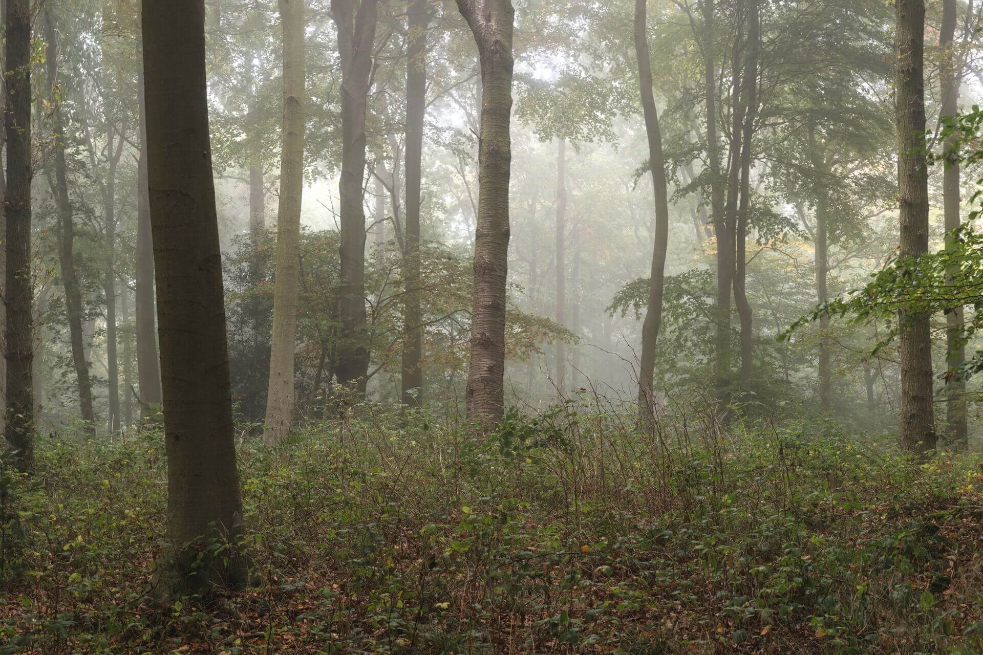 Things to do | Bel & The Dragon Wendover